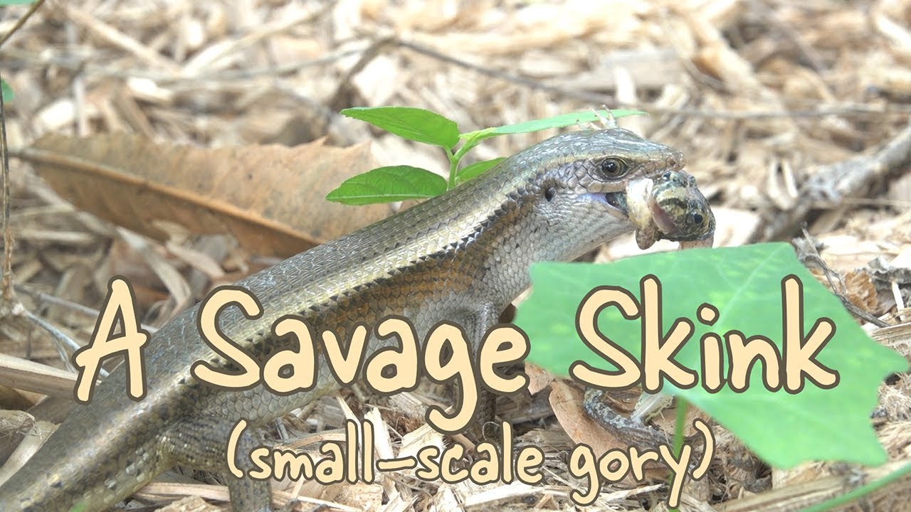 A Savage Skink - small-scale gory - YouTube