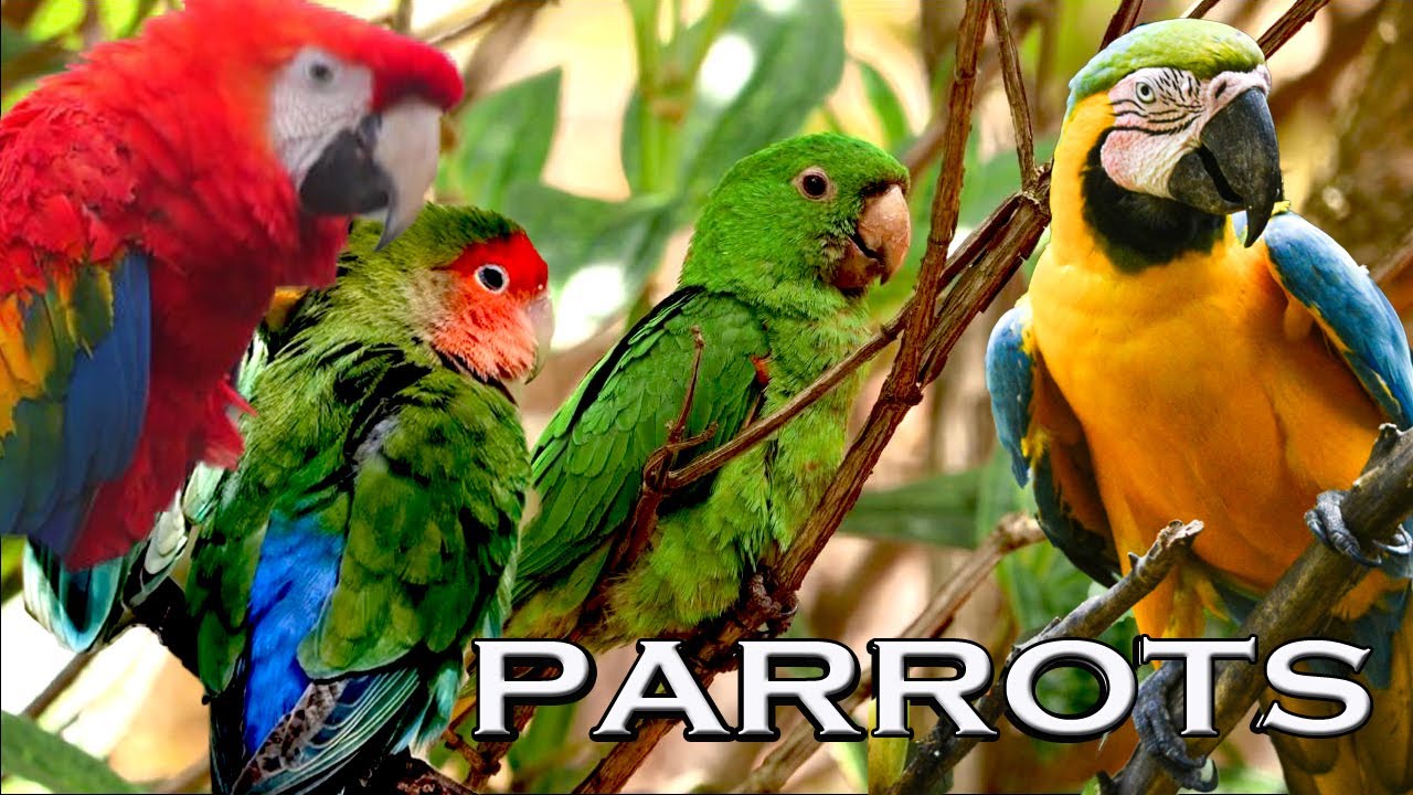 Top 10 beautiful parrots in the world/world of colorful parrots - YouTube