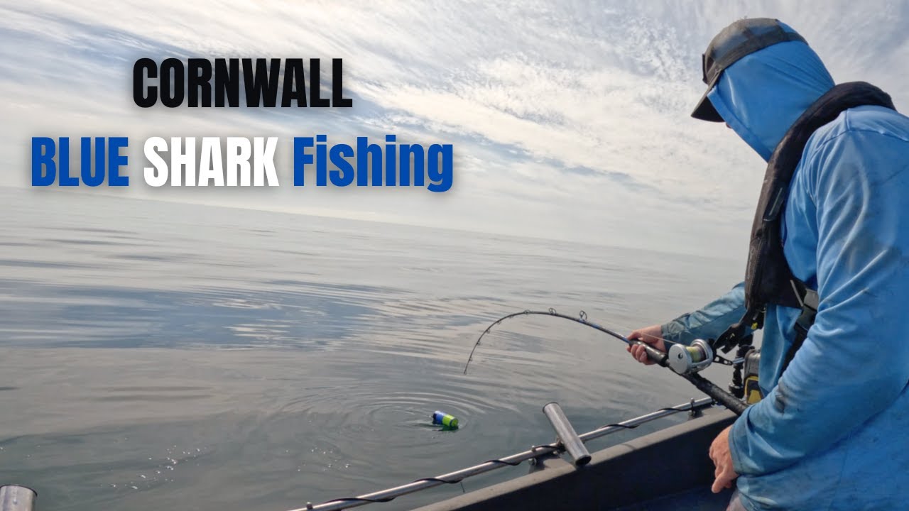 INSANE Blue Shark Fishing off Cornwall – Non-Stop UK Shark Action ...