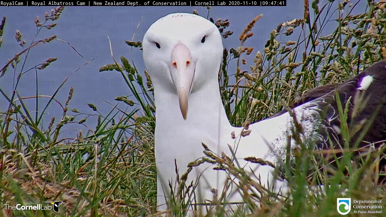 Male Royal Albatross Visits Nest Site At Taiaroa Head | DOC | Cornell ...