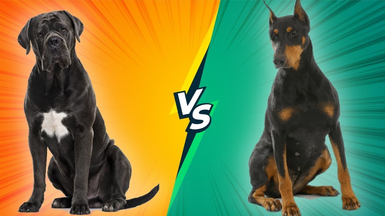 Dóberman vs Cane Corso - ¿Quién Gana la Batalla? - YouTube