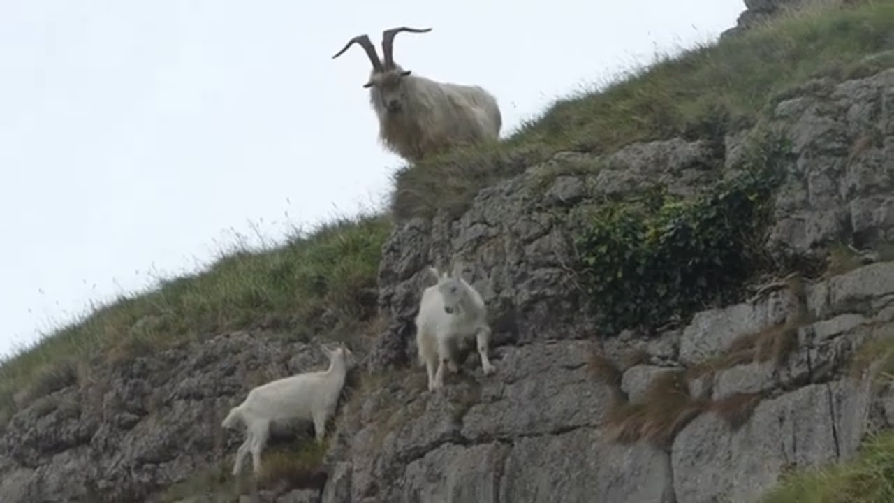 Great Orme Goats - 2023 Mating/Rutting Season has started - YouTube