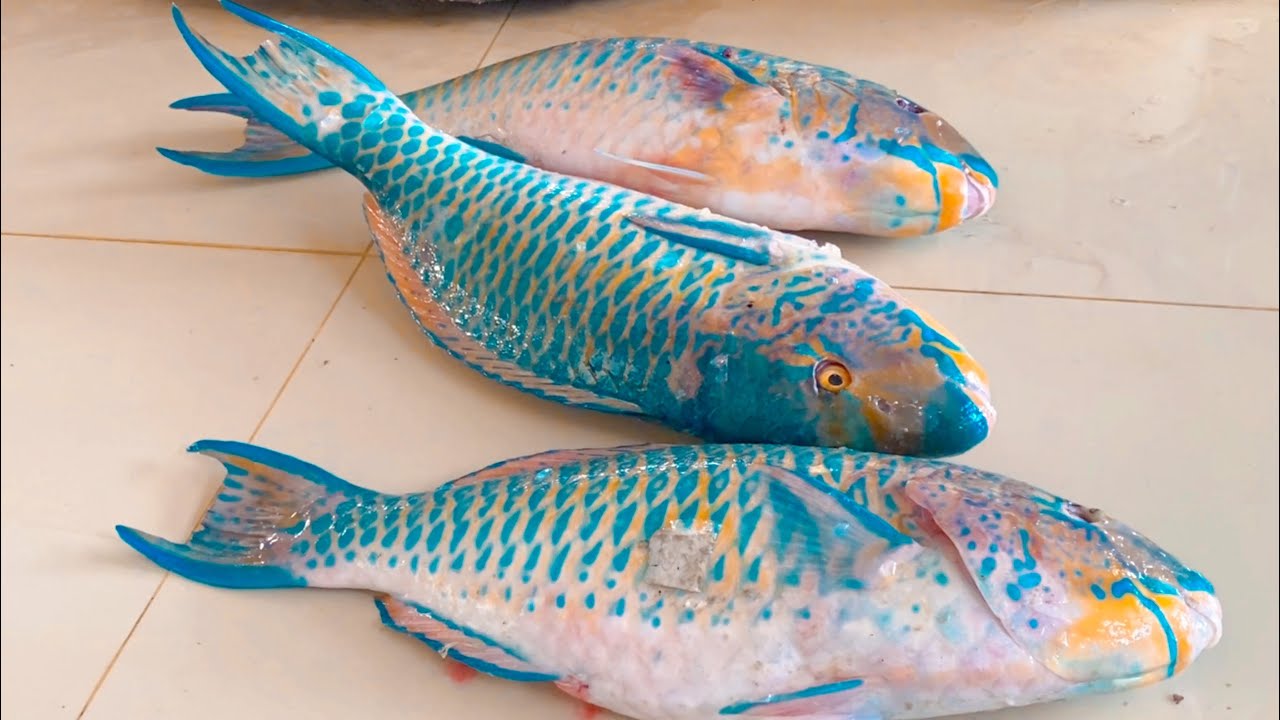 TUTORIAL RARE FISH CUTTING IN TRADITIONAL FISH MARKET || SATISFYING ...