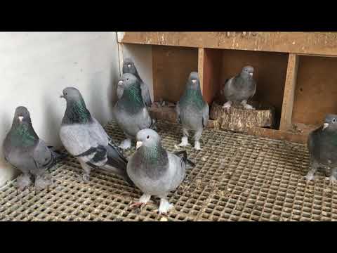 TEK DAMAR TEK SOY DUMANLI  ESKİ SOY OYUN KUŞLARI