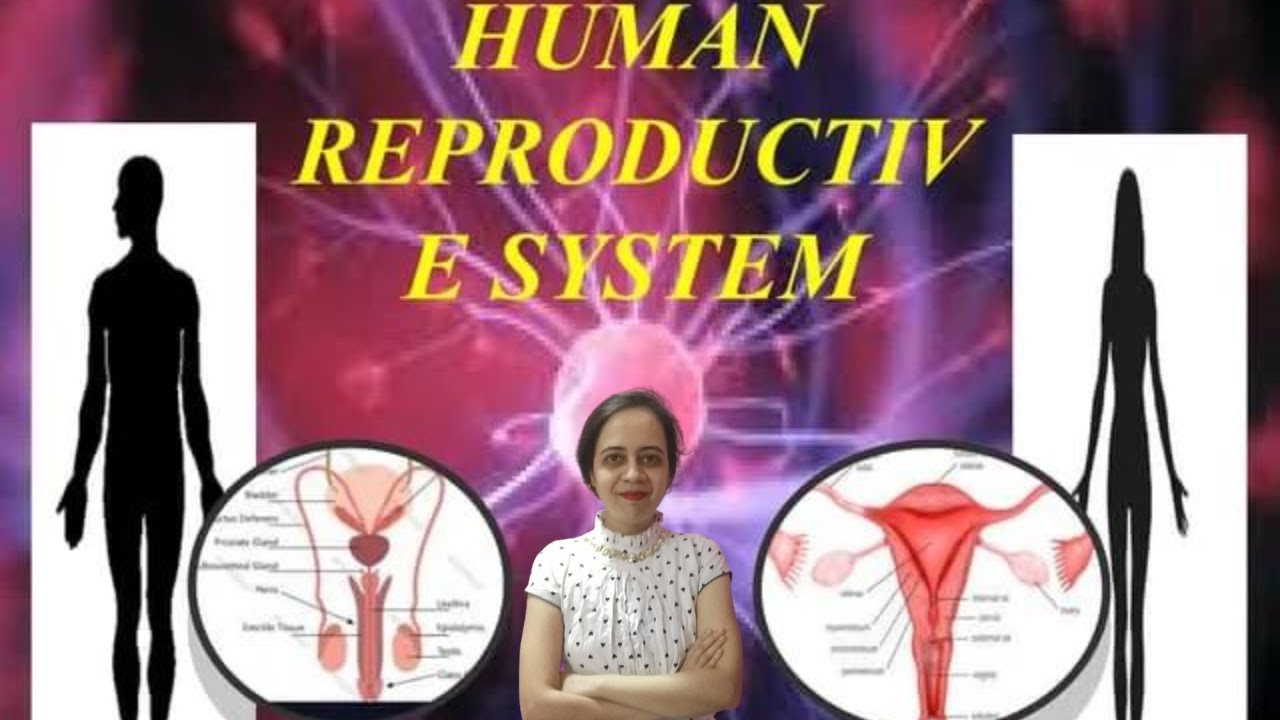 Chapter 15 : Reproduction in Humans Part -2 - YouTube
