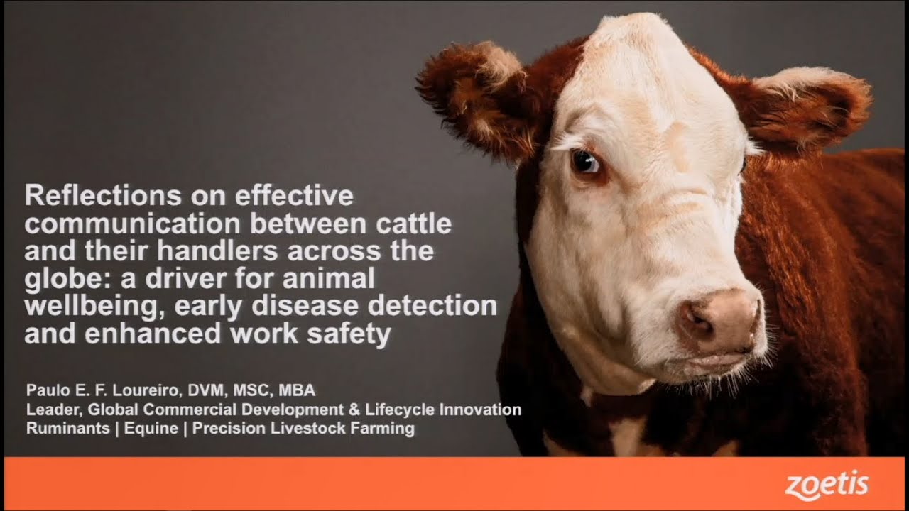 Reflections on effective communication between cattle and their ...