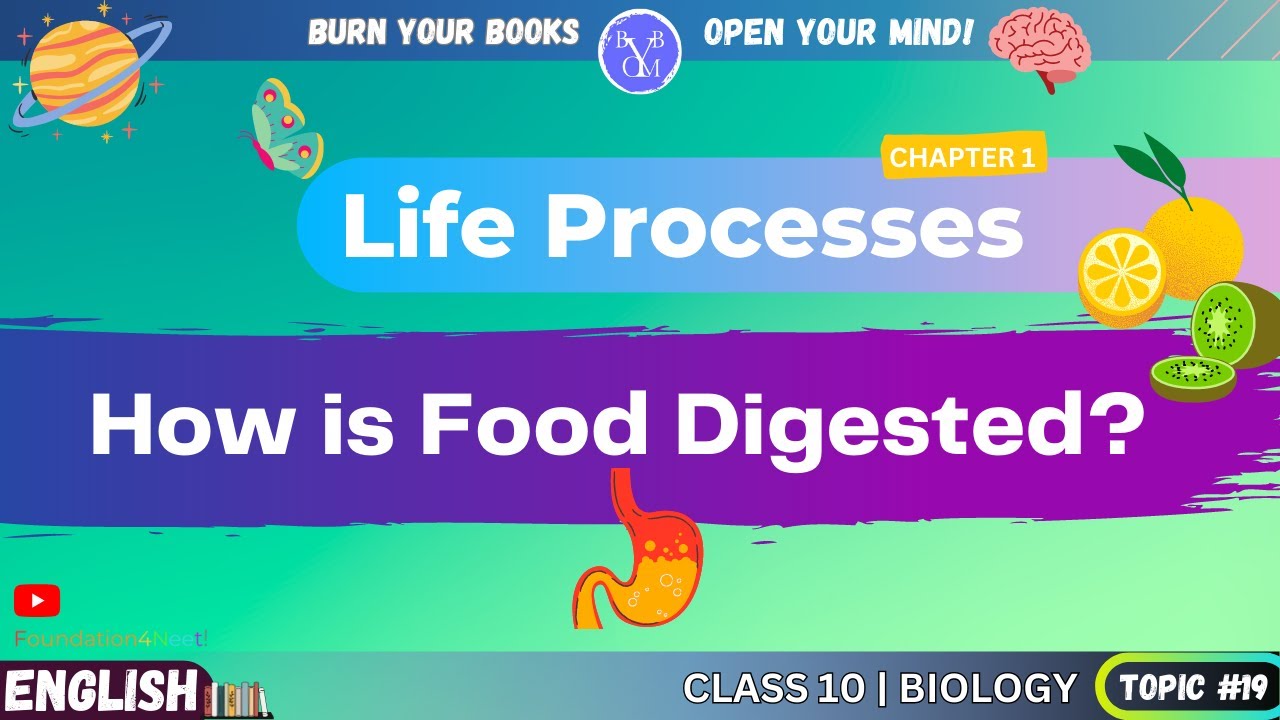 How is Food Digested? - English | Class 10 | Science | Biology ...