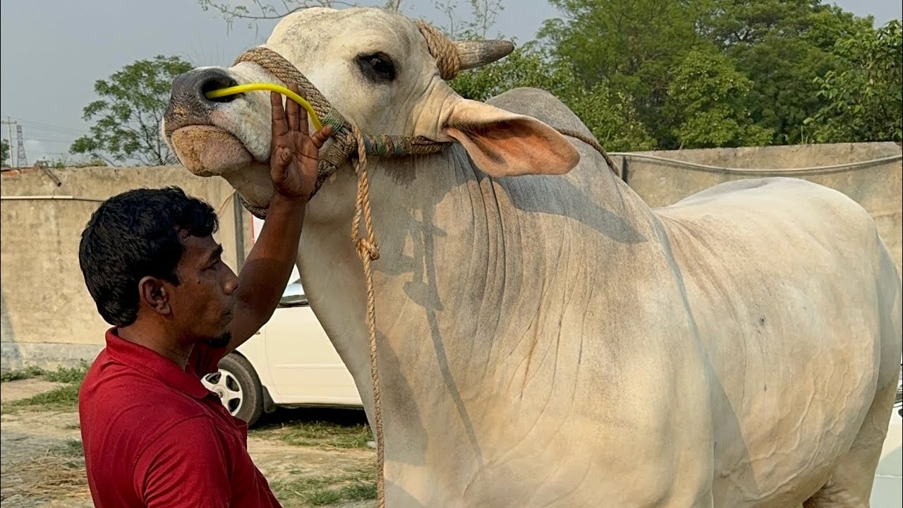 Tallest bull in Bangladesh || Biggest Ongole breed indian bull in ...