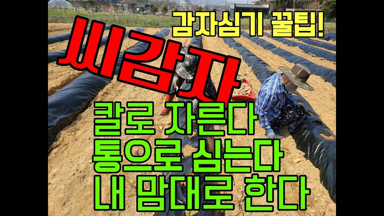 씨감자 사러 가자 감자 심기 딱 좋은 때 씨감자 감자 심는 법 텃밭작물 텃밭농사 씨감자 싹 틔우기 방법 씨감자