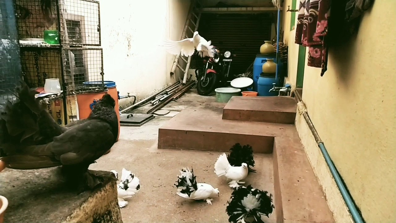 Tail mark pigeons fantail flying - YouTube