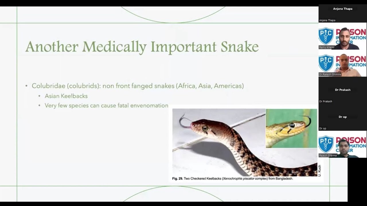 Snake Identification and Snake Bite Management - YouTube
