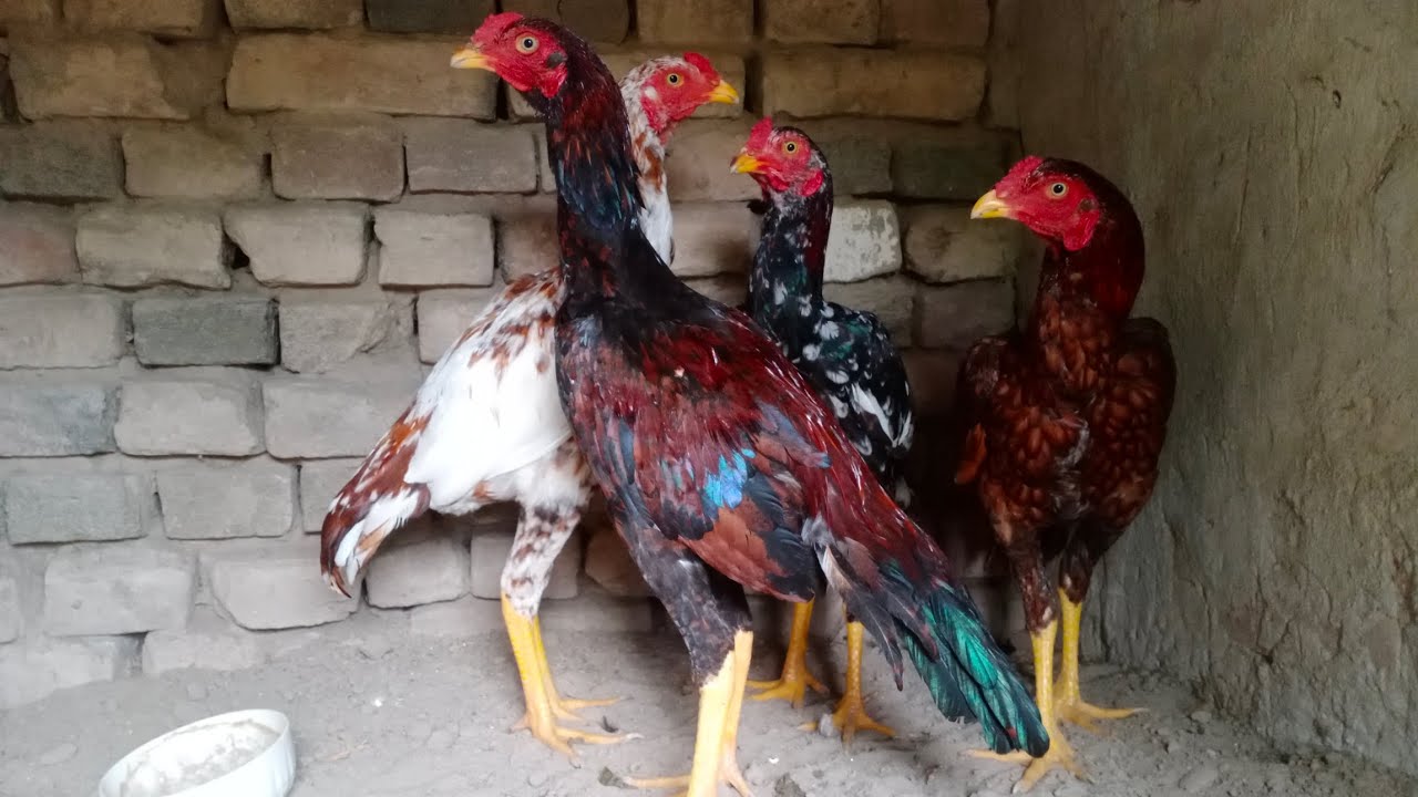 Top Quality Pakistani Aseel Murga Chicks for sale - YouTube