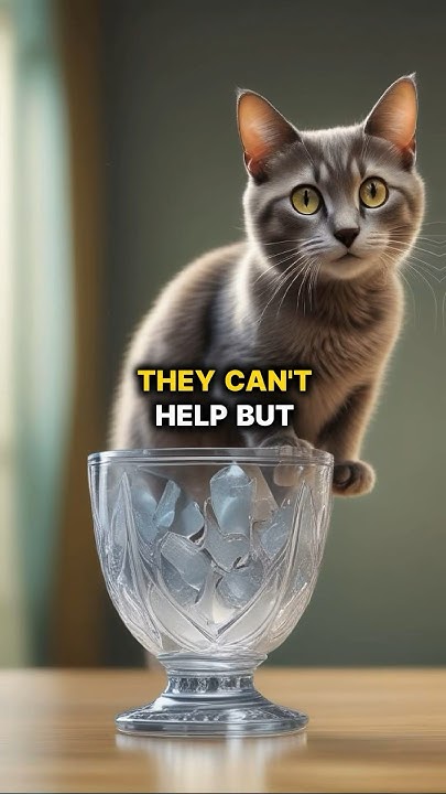 ELI5: why do cats knock things over #eli5 - YouTube