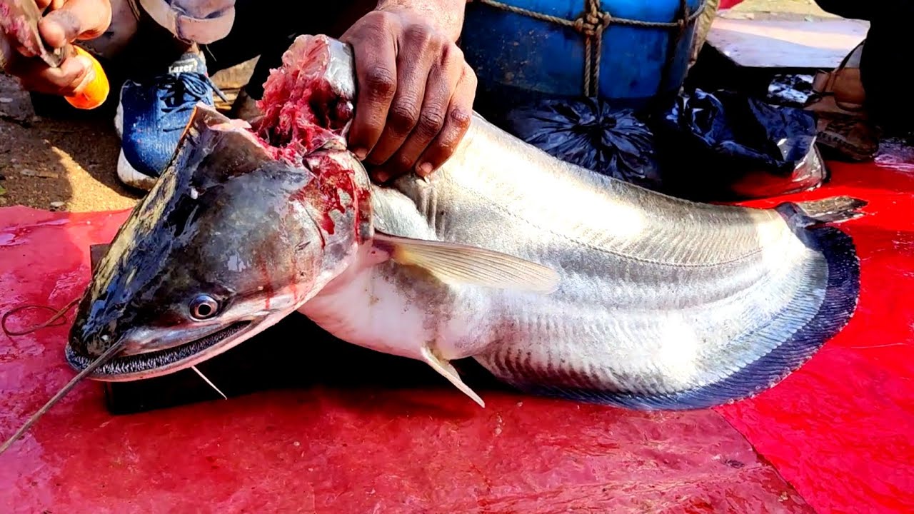 boal It's a lot of fun to catch big fish || big bowl fish cutting🐠🐋🐟 ...