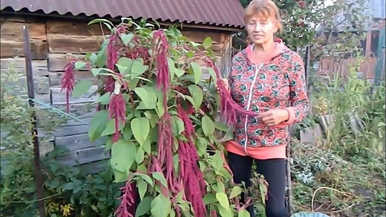 Амарант - YouTube