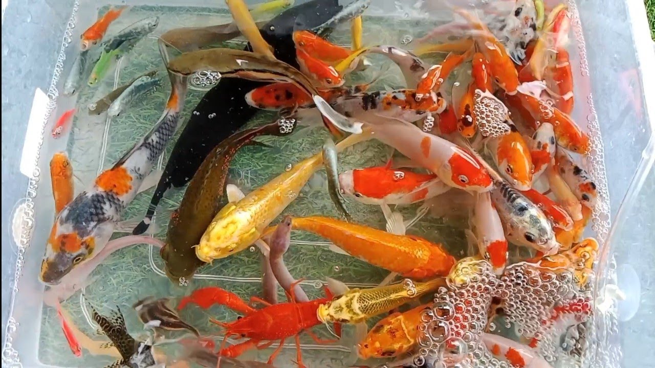 Unboxing ikan warna warni,ikan koi, ikan toman,ikan glawfish, ikan lele ...