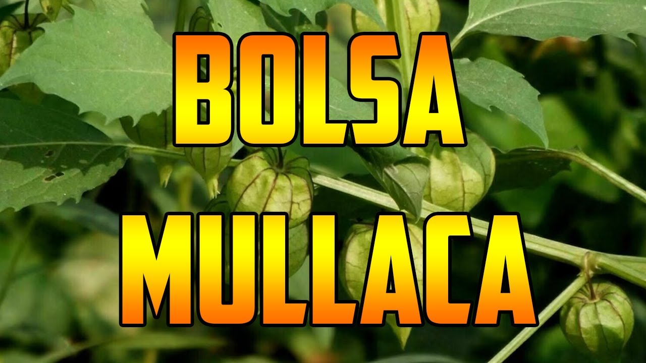 BOLSA MULLACA #benefits Physalis angulata 🌿 ¿PARA QUE SIRVE ? 🌿Usos🌿 # ...