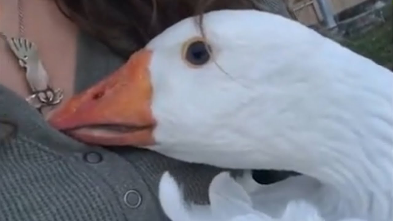 Dramatic Goose Hides Face in Owner's Lap After Getting Attacked By Chickens - YouTube