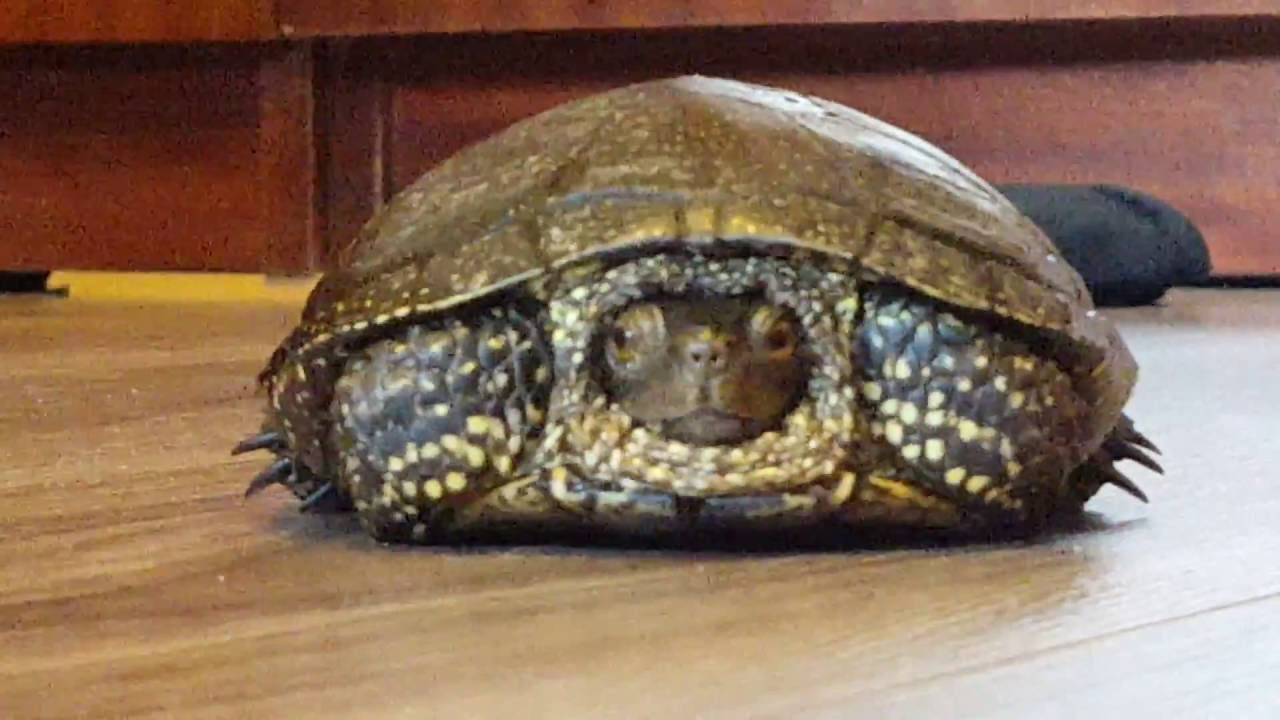 This turtle scared for some dam reason - YouTube