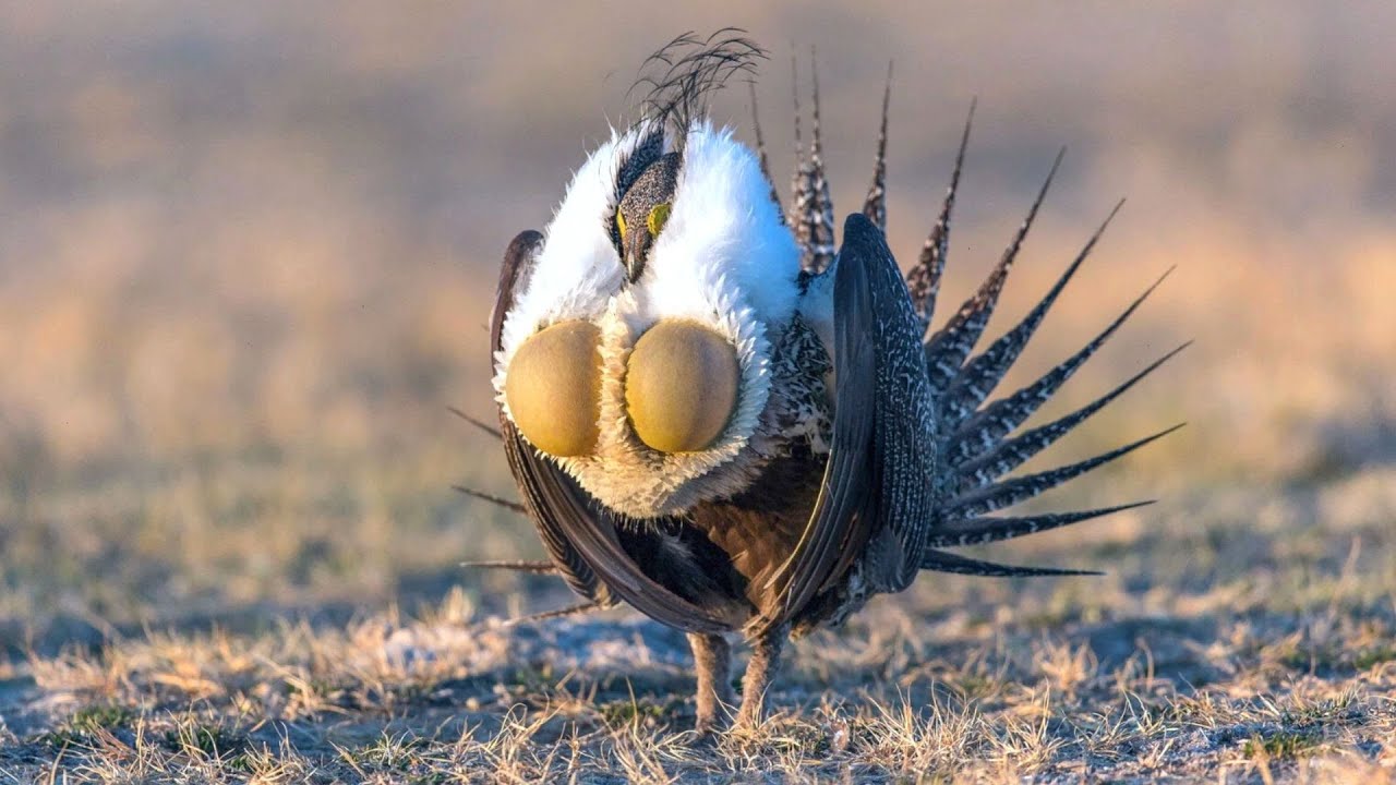 Greater Sage-Grouse ️ Inflatable Love Tactics! - YouTube