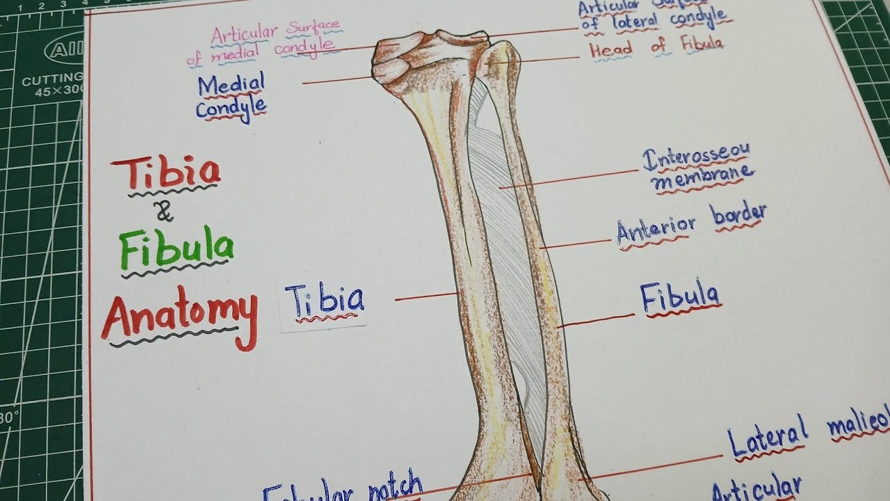 How to draw Tibia and Fibula bones / Leg bones Tibia and Fibula drawing ...