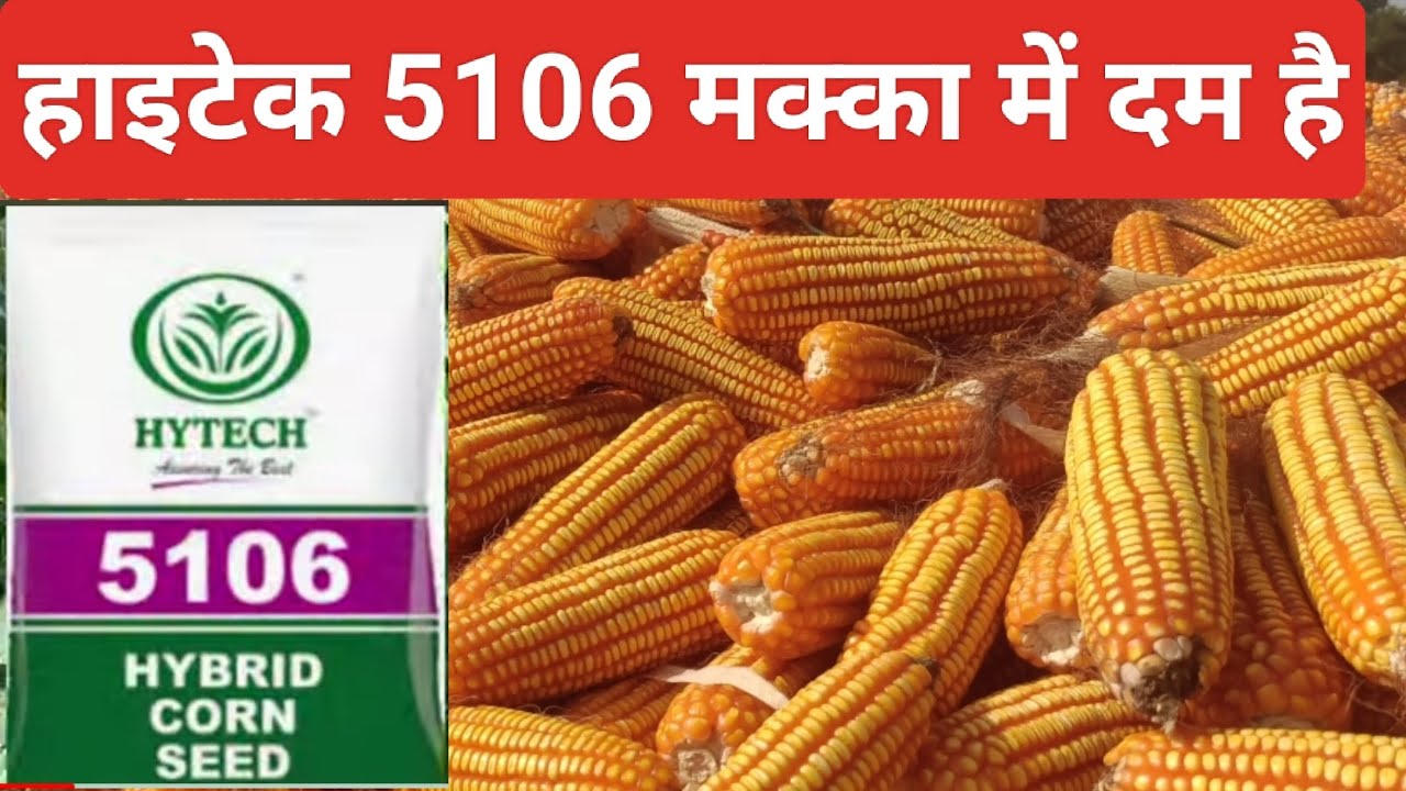 HYTECH 5106 hybrid corn seed# मक्का की खेती # - YouTube