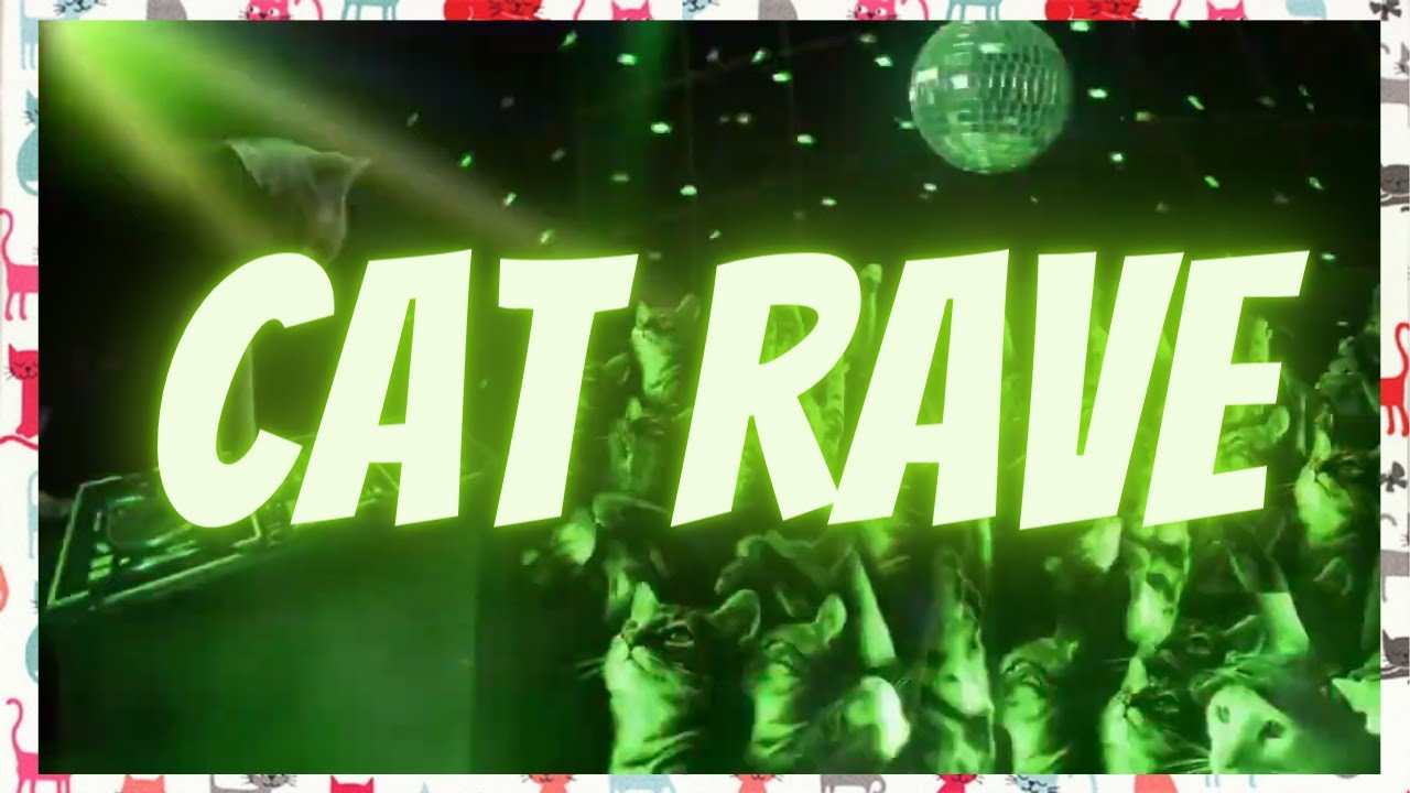 A CAT RAVE - YouTube