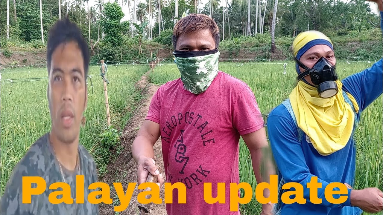 Ang tapang nang gamot sa palayan ni @JaperSniperOfficial( team8bulaga ...