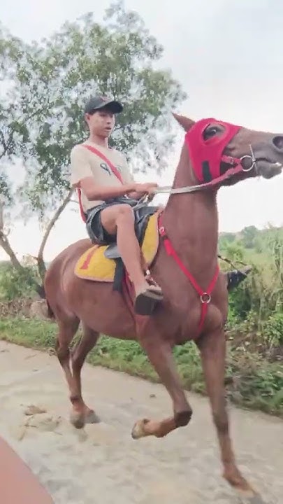 ဆိုင်ကယ်နဲ့ အပြိုင်ပြေးနေတဲ့ မြင်း Youtube