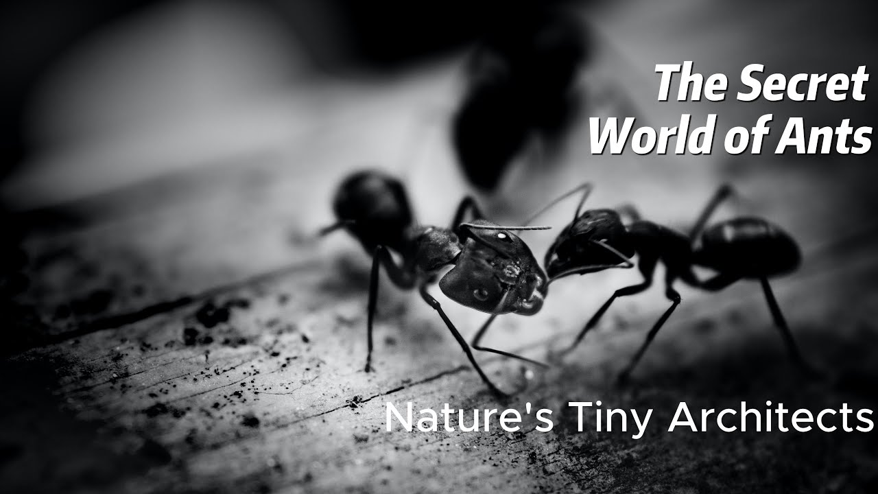 The Secret World of Ants 🐜🐜 @WildLifeNature209 #antslife #wildlife # ...