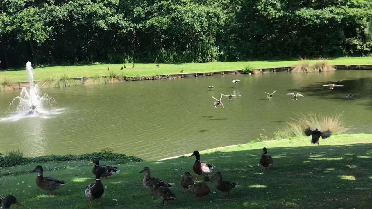 Ducks in park - YouTube