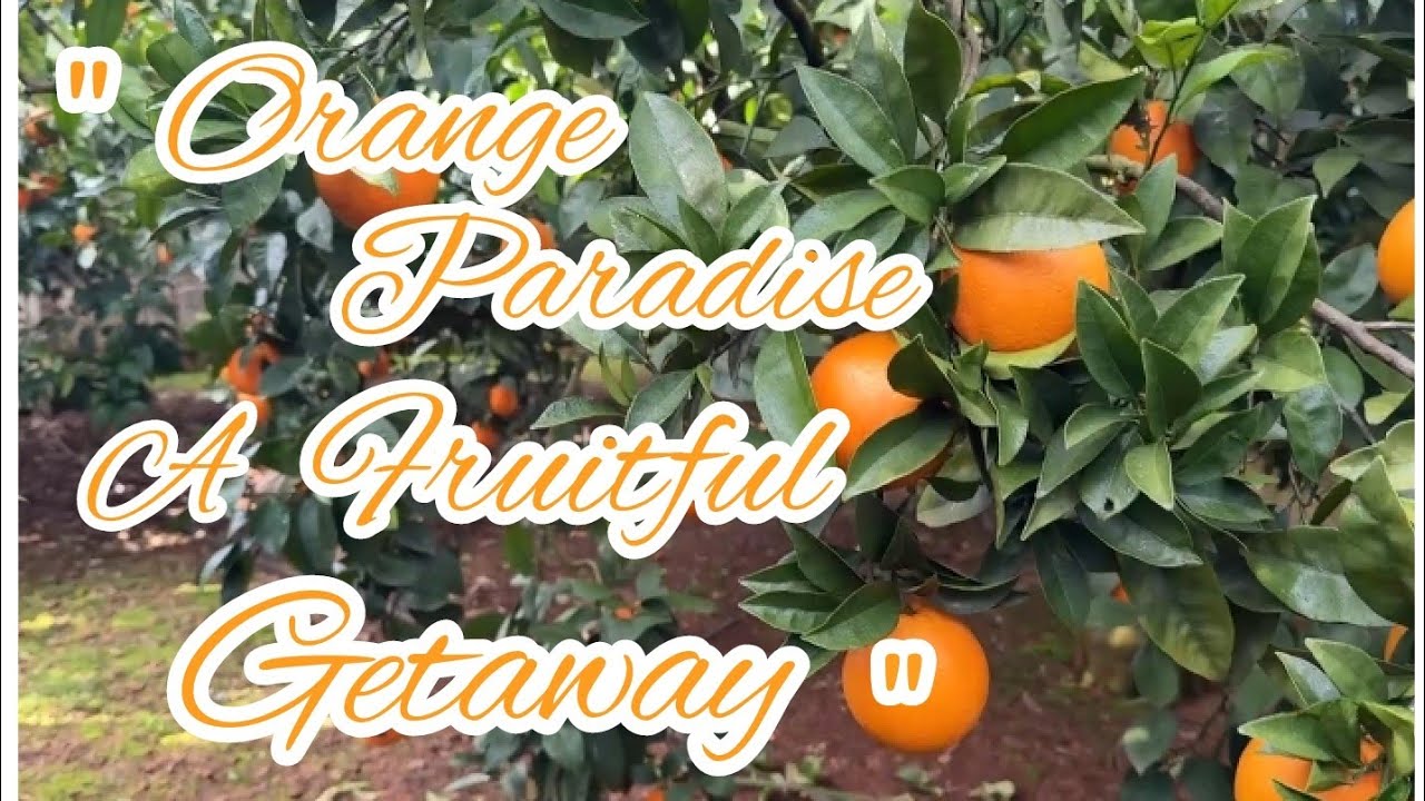 These Freshly Picked Oranges Are Incredebly Delicious and Super Sweet# ...