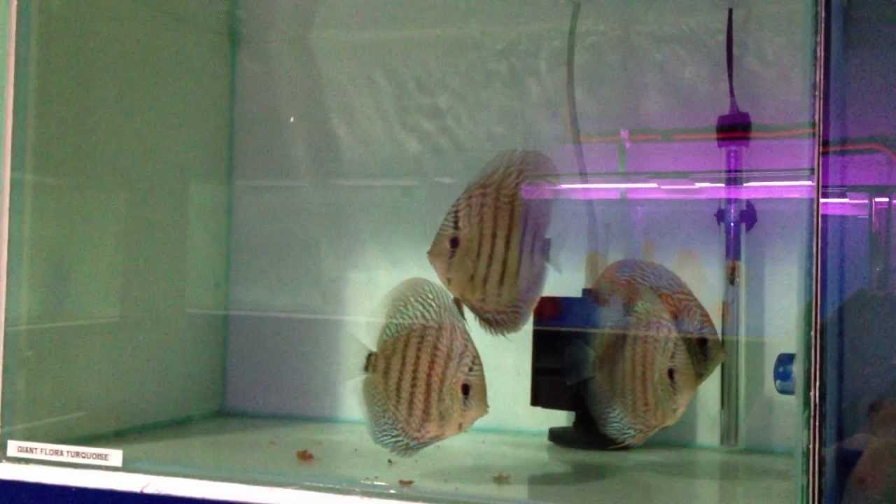 KL Discus Farm-Giant Flora Turquoise - YouTube