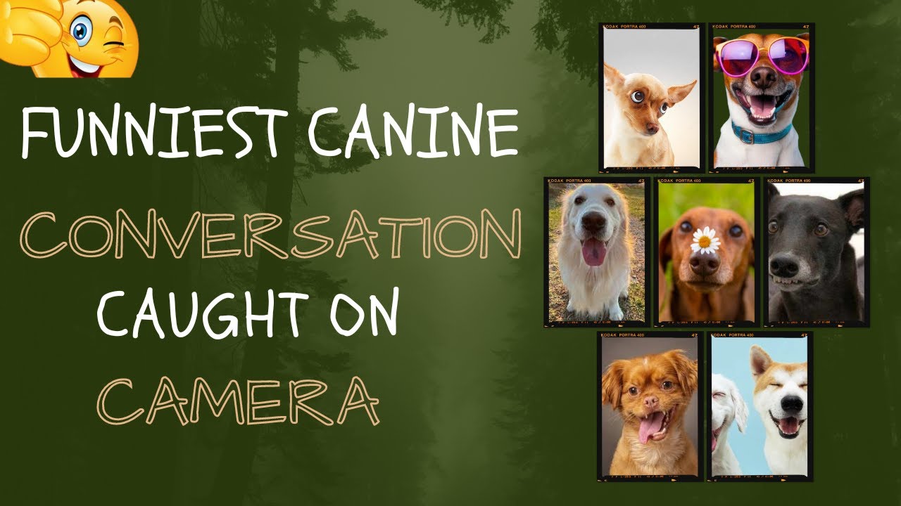 FUNNY DOGS COMPILATION | TALKING DOGS | FUNNIEST CANINE CONVERSATIONS ...