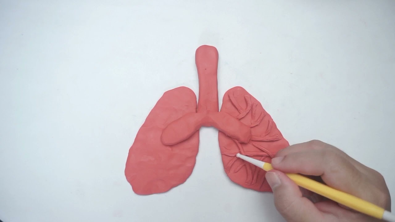 Lungs modelling clay | Paru-paru dari clay/plastisin #paruparu #lungs # ...