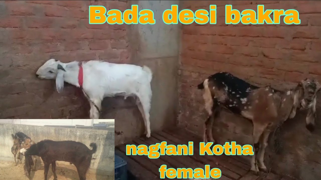 Bada desi bakra nagfani kotha female big size hai available - YouTube