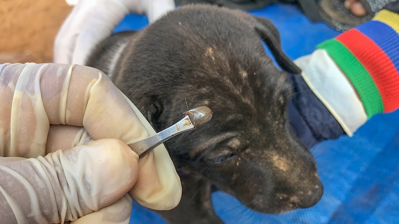 Save Puppy From Many Big Ticks Beaten - Help Clean All Ticks From Pity ...
