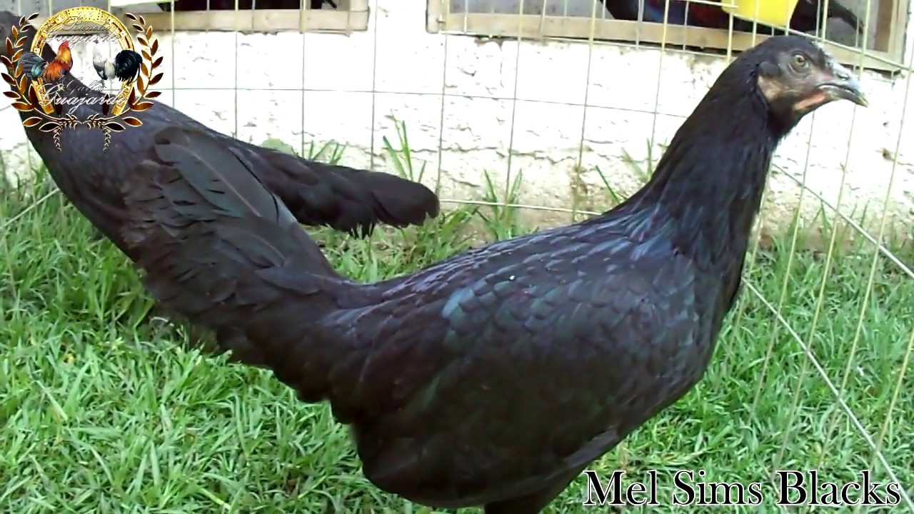 Mel Sims Blacks Rancho guajardo - YouTube