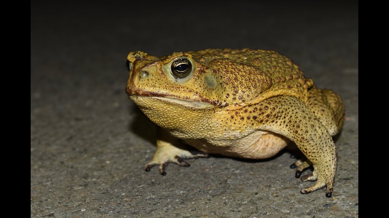 cane toad eating dog food (海蟾蜍吃豆腐 - YouTube