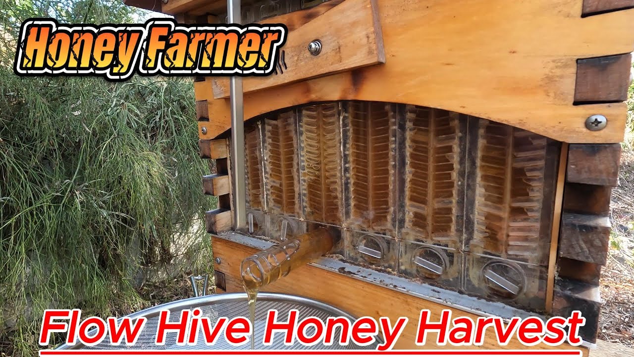 Flow Hive | Honey yum yum #flowhive #bees #honey #honeybee #yummy - YouTube