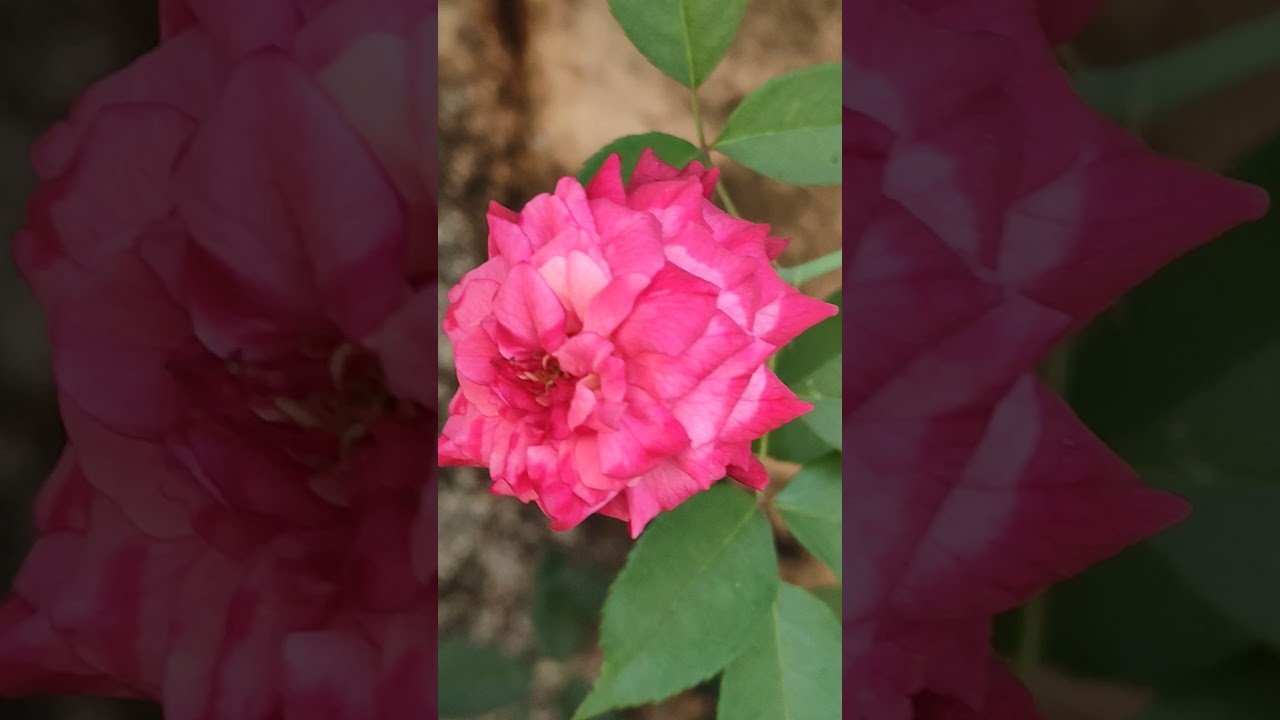 gulab ka full 🌕🥀🥀🥀🌹🌹 - YouTube