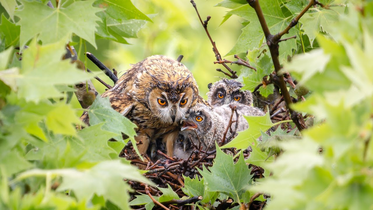 Long-eared owl feeding its chicks - YouTube
