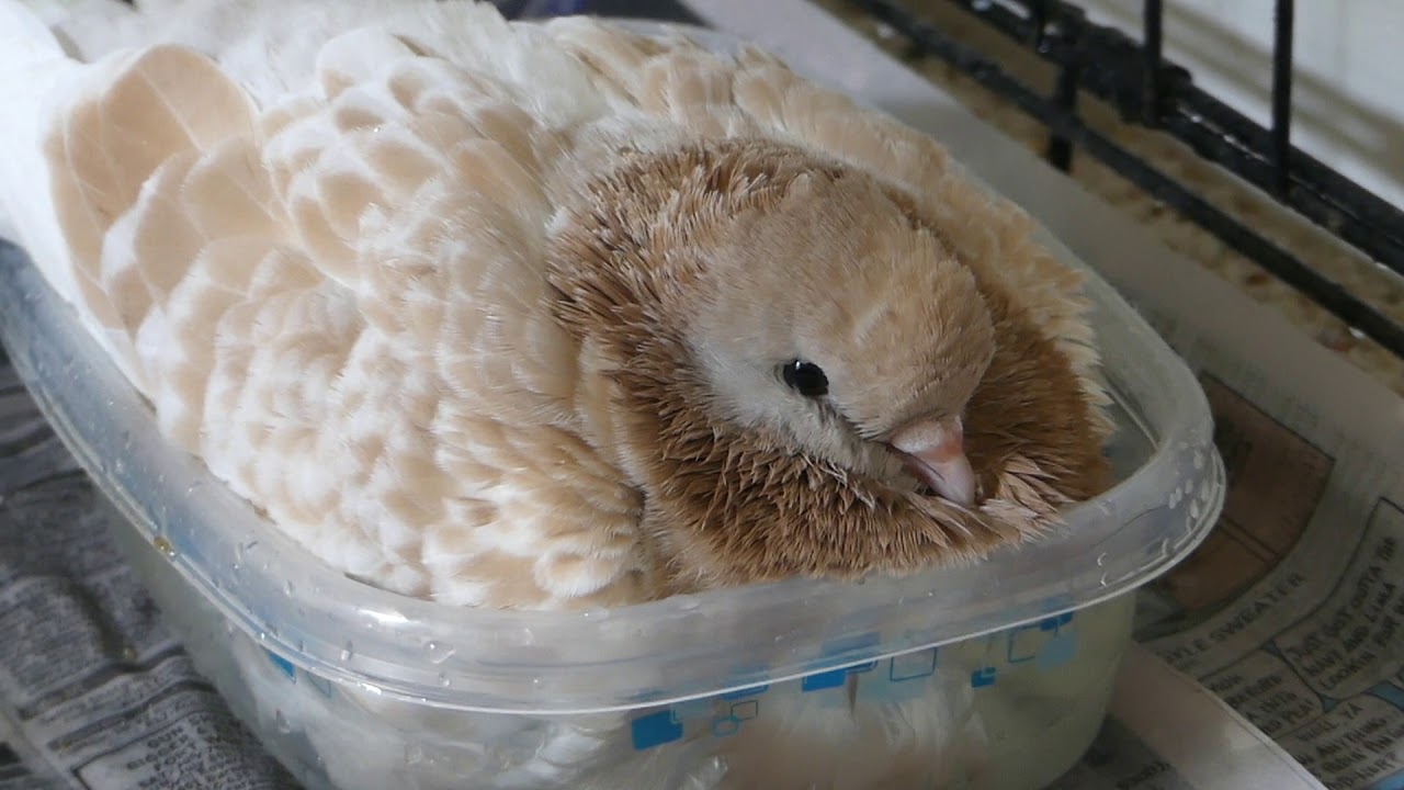 BIRD LOAF - YouTube