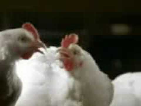 BÖYLE HALAY GÖRÜLMEDİ