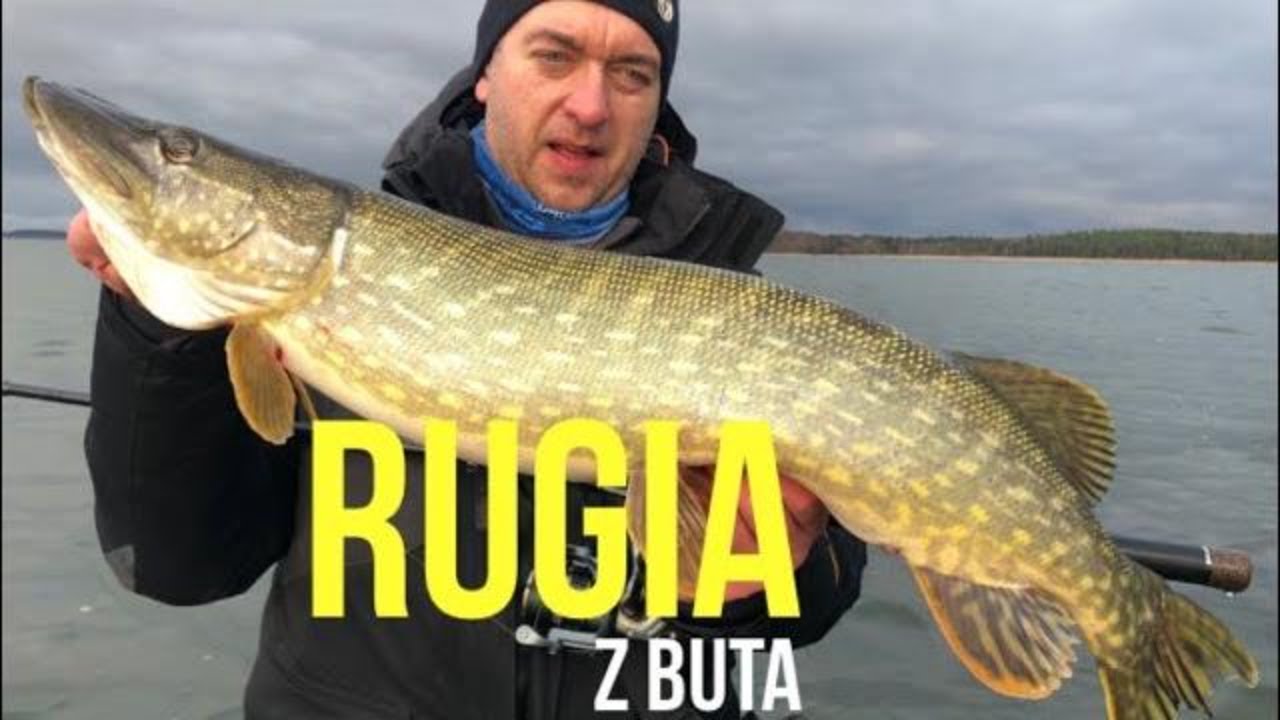 Szczupaki z Rugii. Łowienie ryb brodząc w wodzie. - YouTube