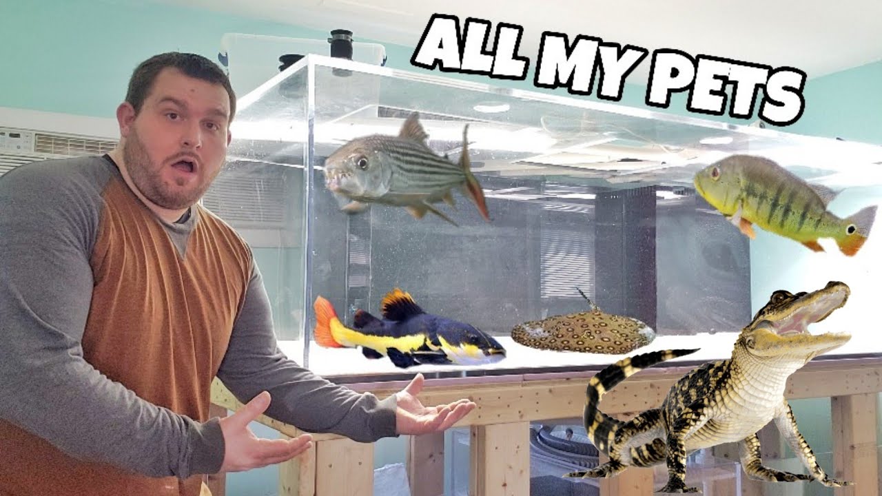 FEEDING ALL my MONSTER FISH (1,000 GALLON AQUARIUM UPDATE!) - YouTube