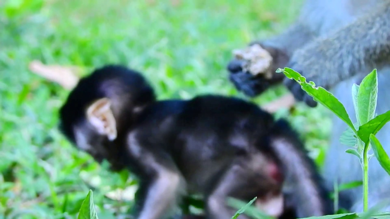 Don't cry when watching spaz newborn baby monkey life - YouTube