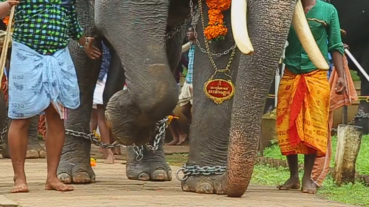 how an elephant walk - ഇങ്ങനെ കെട്ടിപൂട്ടിയാൽ എങ്ങനെ നടക്കും - YouTube