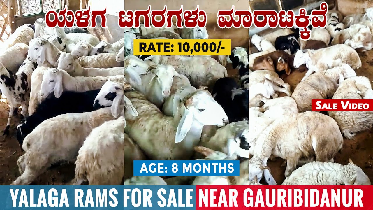 YALAGA SHEEP for Sale in Karnataka near Gauribidanur | Yalaga Rams for ...