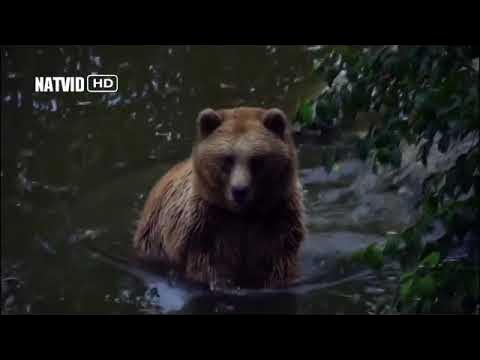 A VIDEO OF NATURAL BEAUTY www pixabay in copyright free video and music ...